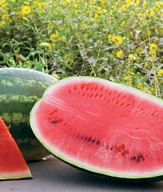 bfmazzeo: Watermelon Seeded