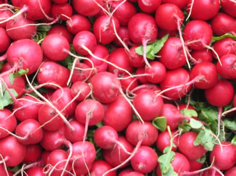 bfmazzeo: Radish, Cleaned