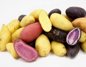 bfmazzeo: Organic Rainbow Fingerling Potatoes