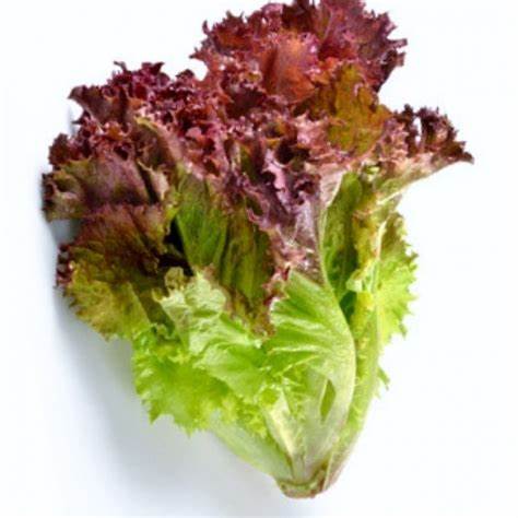 bfmazzeo: Lettuce, Red Leaf Organic